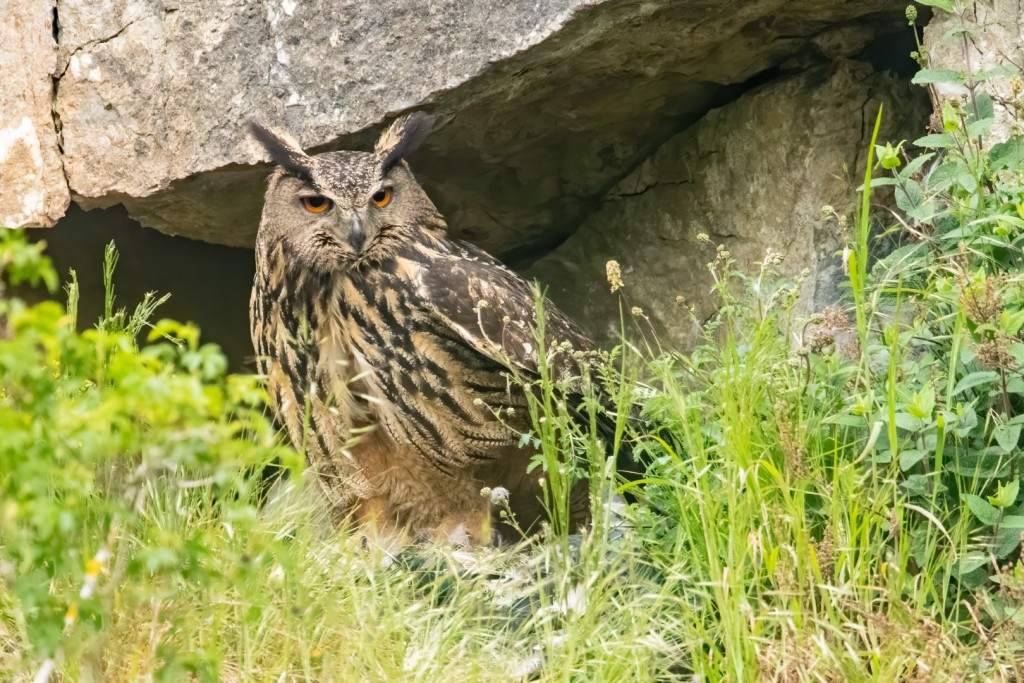 Oehoes in Limburg | Landschap vzw